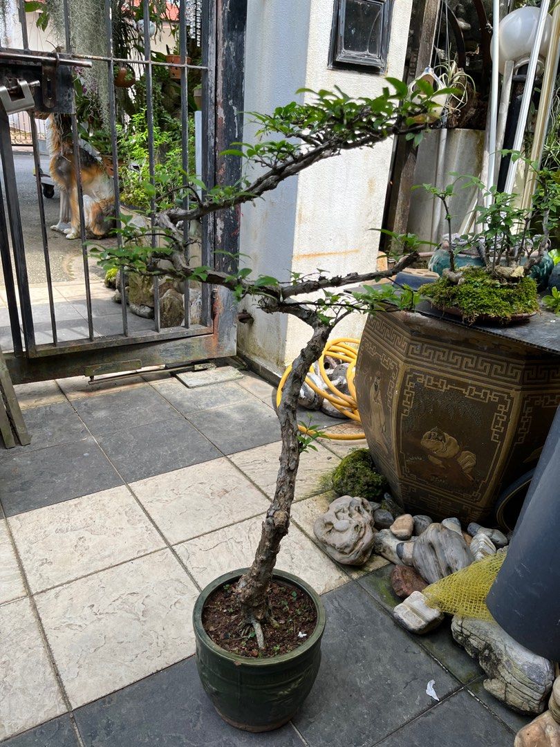 Shui mei bonsai plan H 90cm pot D21cm, Furniture & Home Living ...