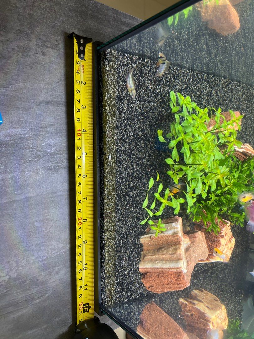 Aquarium set Fish Tank, Pet Supplies, Homes & Other Pet Accessories on ...