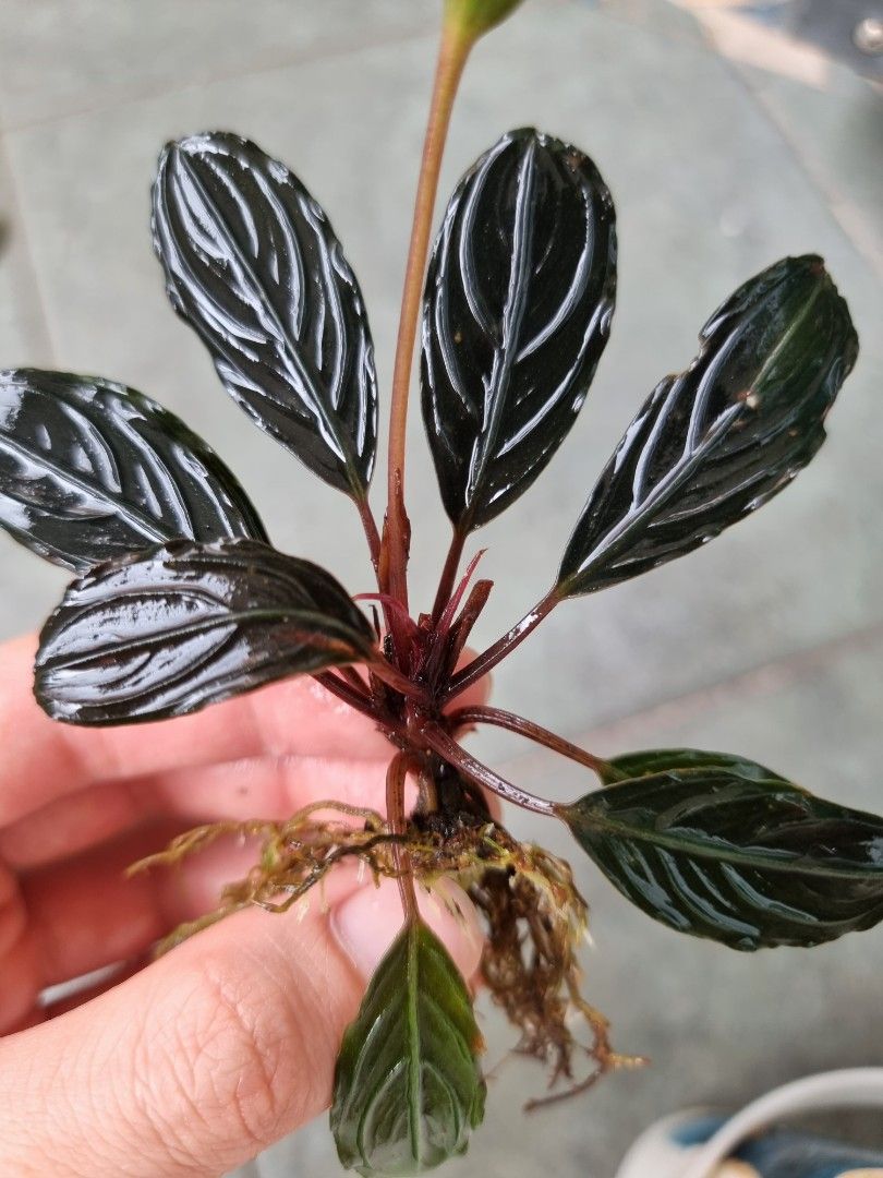 Bucephalandra skeleton king, dark achilles, kishii|buce bucep|aquatic ...