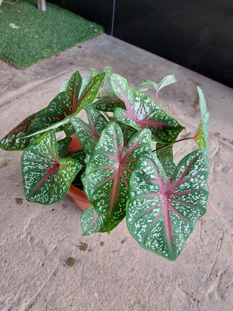 Bushy Caladium White Splatter, Furniture & Home Living, Gardening ...