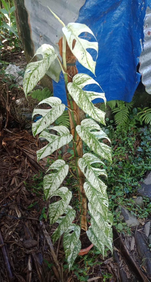 Cebu Blue Variegated, Furniture & Home Living, Gardening, Plants ...