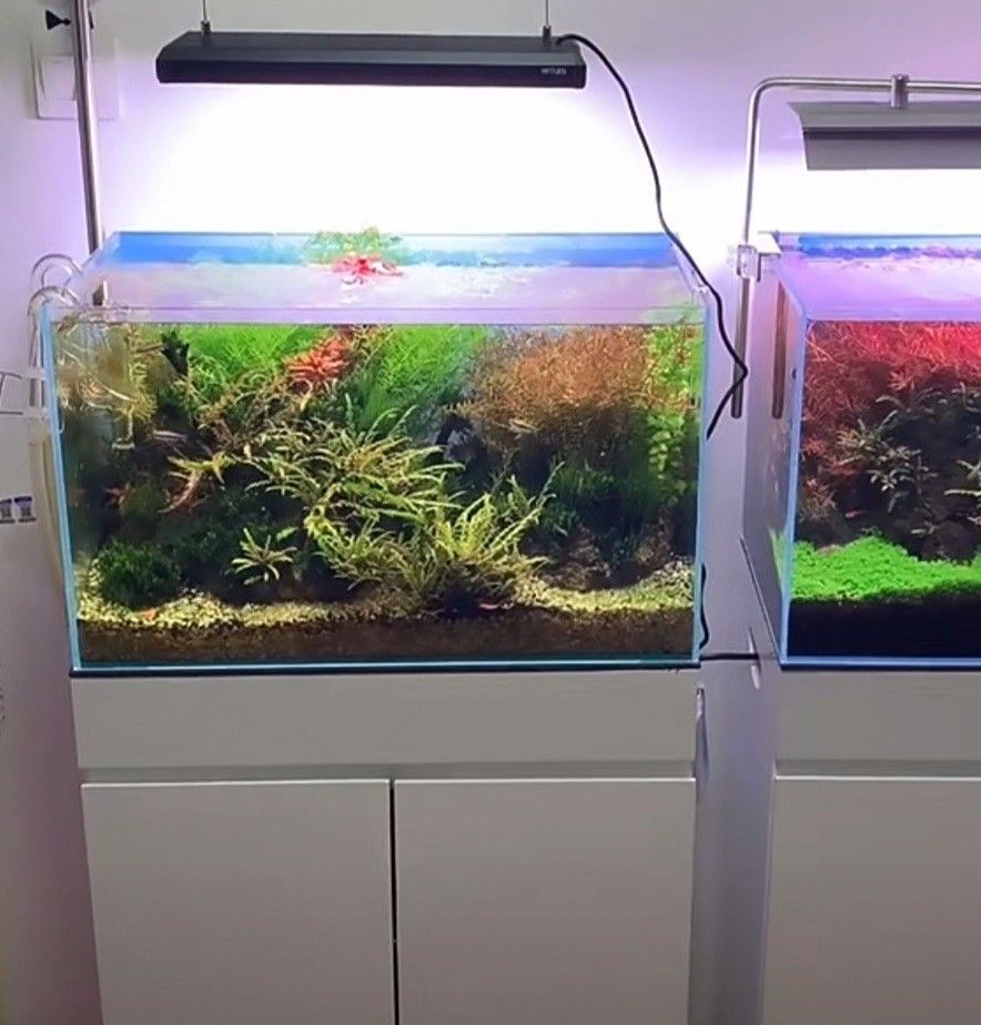 Crystal clear glass fish tank with solid wood cabinet (New), Pet ...