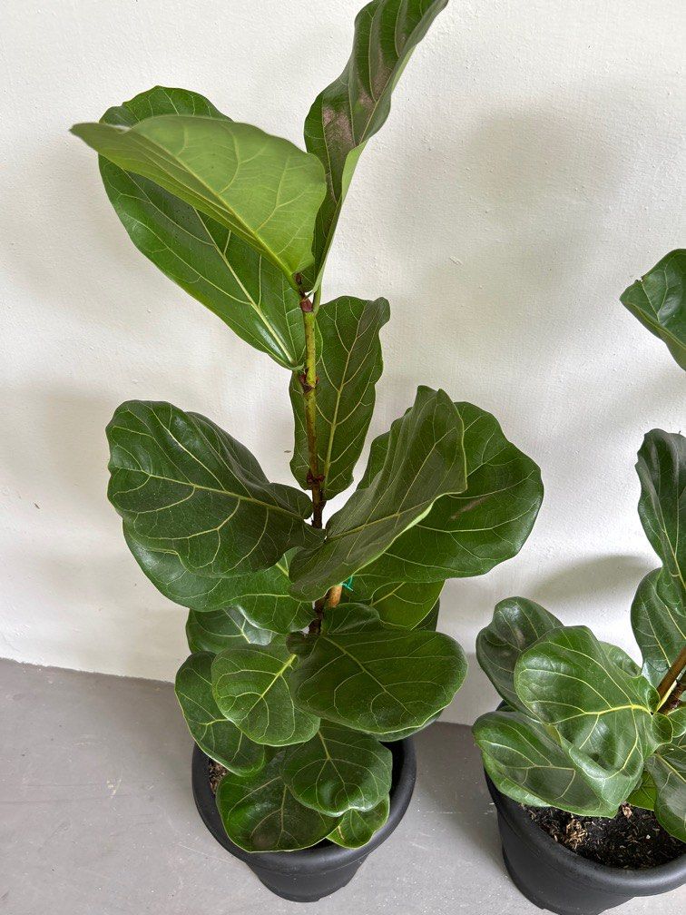 Ficus Lyata 3ft tall. $20 each, Furniture & Home Living, Gardening ...