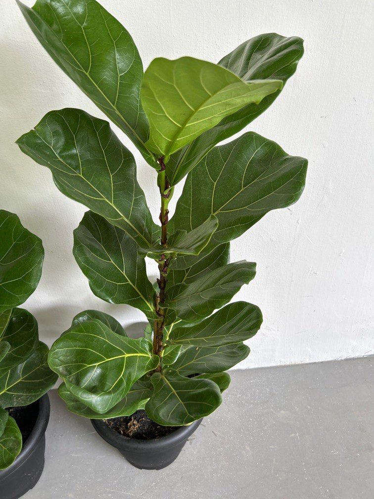 Ficus Lyata 3ft tall. $20 each, Furniture & Home Living, Gardening ...