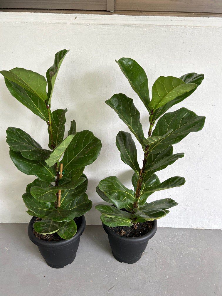 Ficus Lyata 3ft tall. $20 each, Furniture & Home Living, Gardening ...