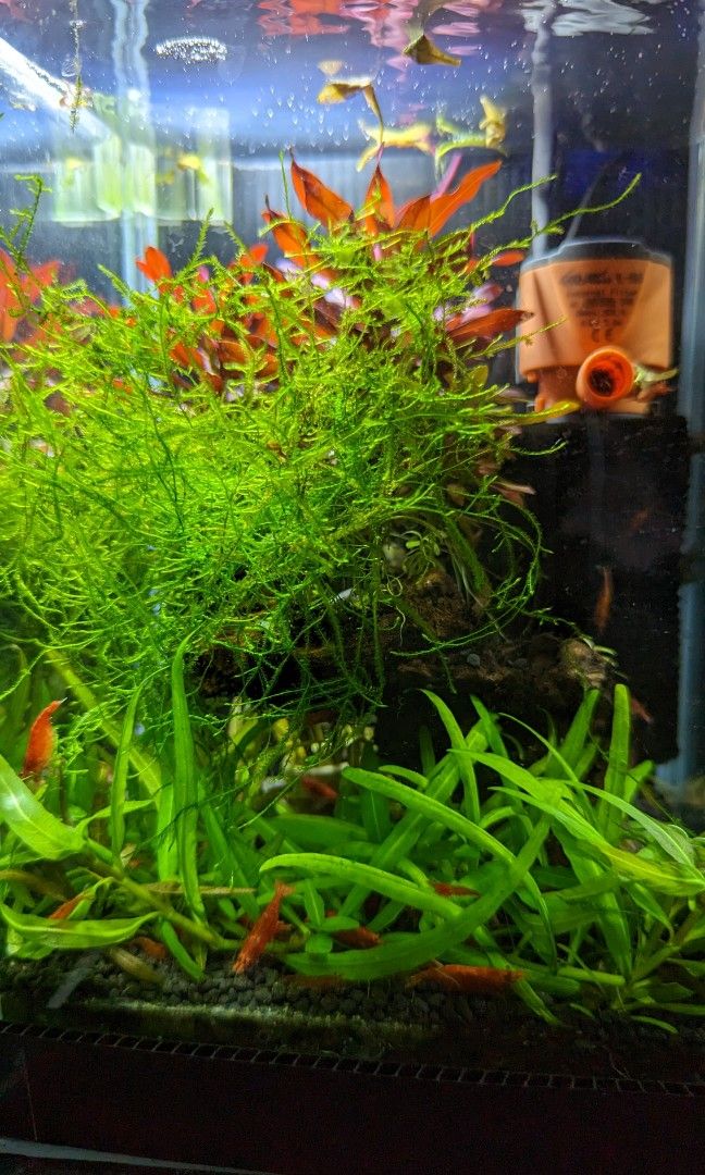 Fish tank - Mini and landscaped, Pet Supplies, Homes & Other Pet ...