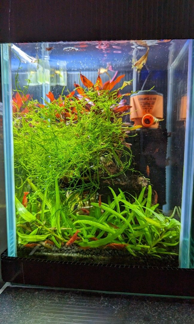 Fish tank - Mini and landscaped, Pet Supplies, Homes & Other Pet ...