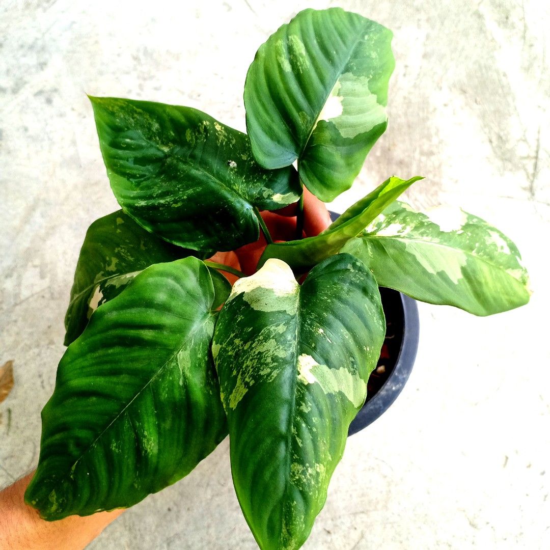 Homalomena sp. Albo Variegata, Furniture & Home Living, Gardening ...