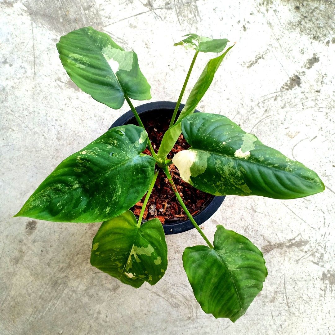 Homalomena sp. Albo Variegata, Furniture & Home Living, Gardening ...
