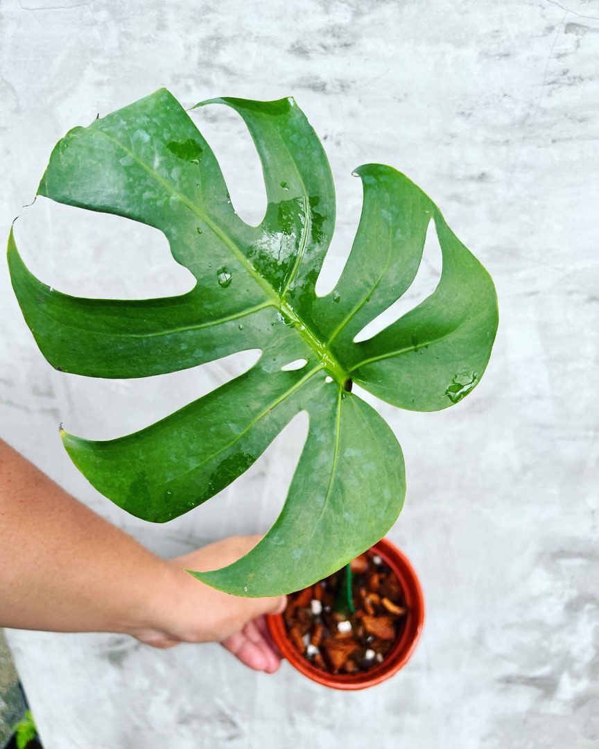 Monstera Compacta, Furniture & Home Living, Gardening, Plants & Seeds ...