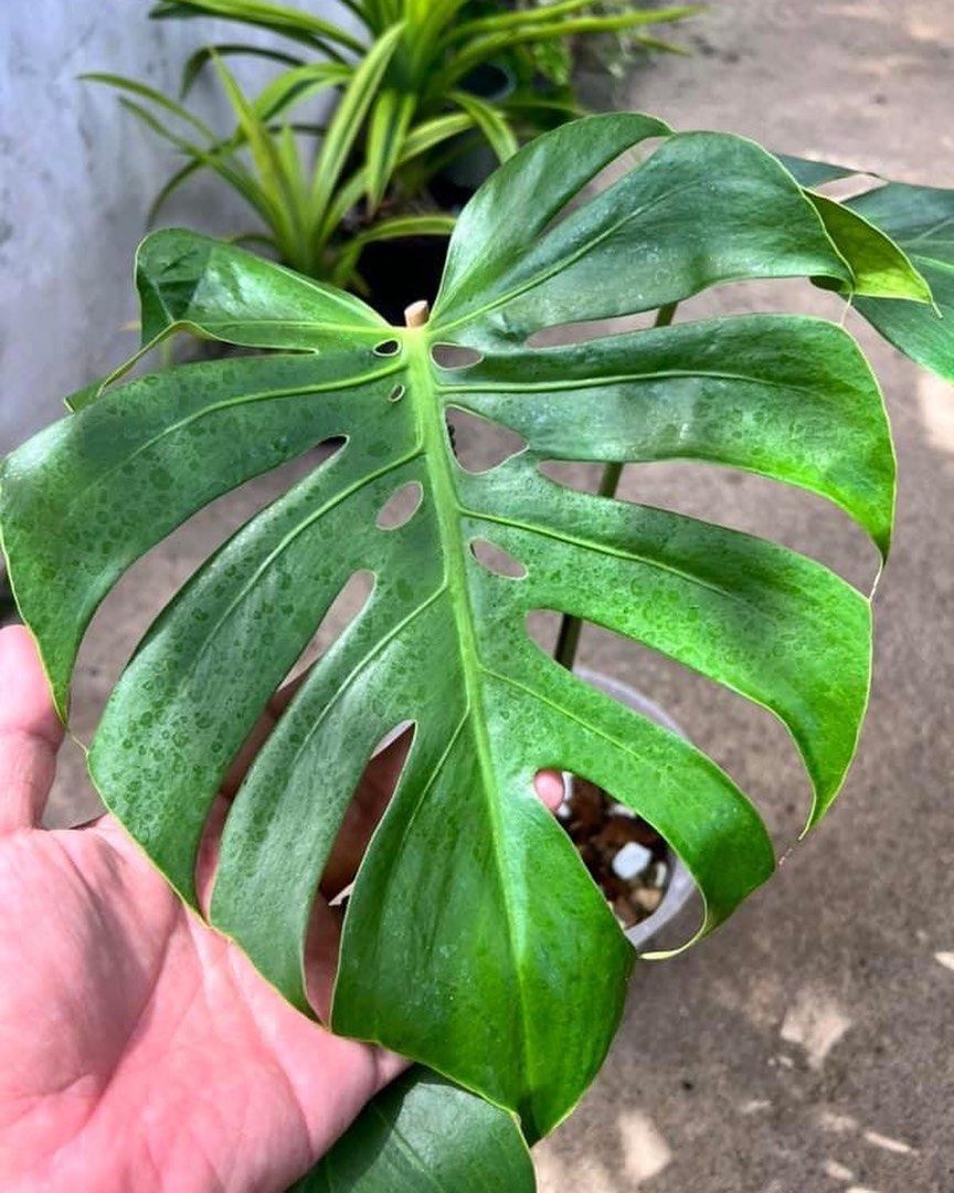 Monstera Compacta, Furniture & Home Living, Gardening, Plants & Seeds ...