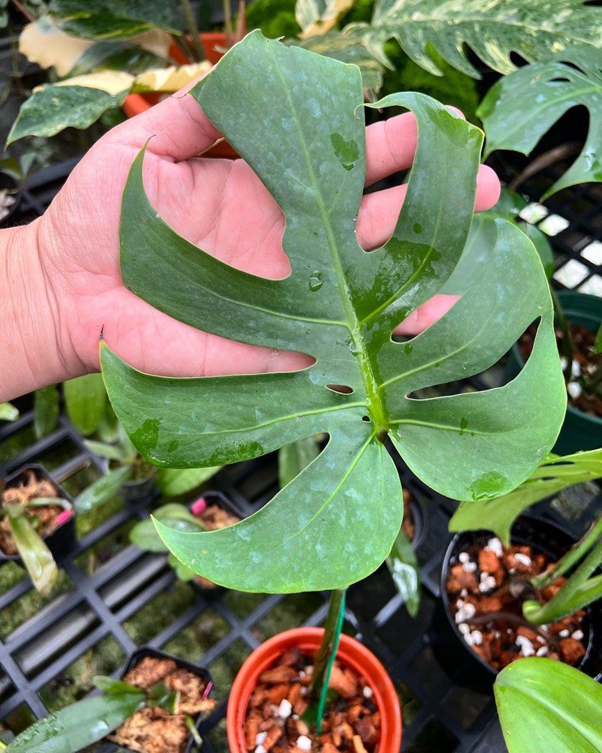 Monstera Compacta, Furniture & Home Living, Gardening, Plants & Seeds ...