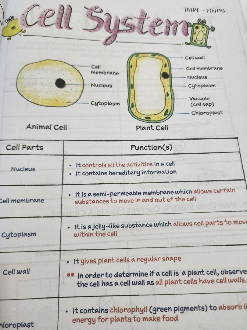P6 PSLE Science Sketchnotes, science sketch notes, second edition ...