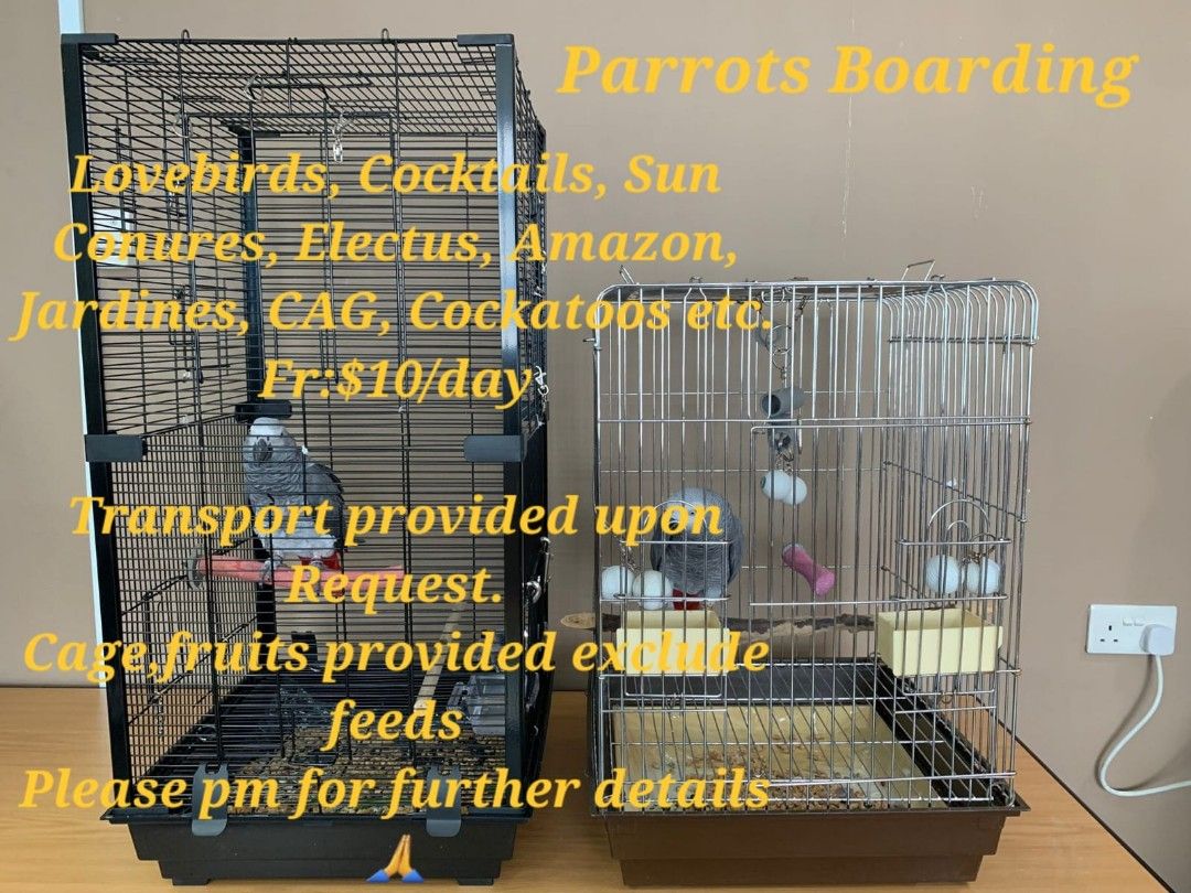 Parrot Boarding, Pet Supplies, Health & Grooming on Carousell
