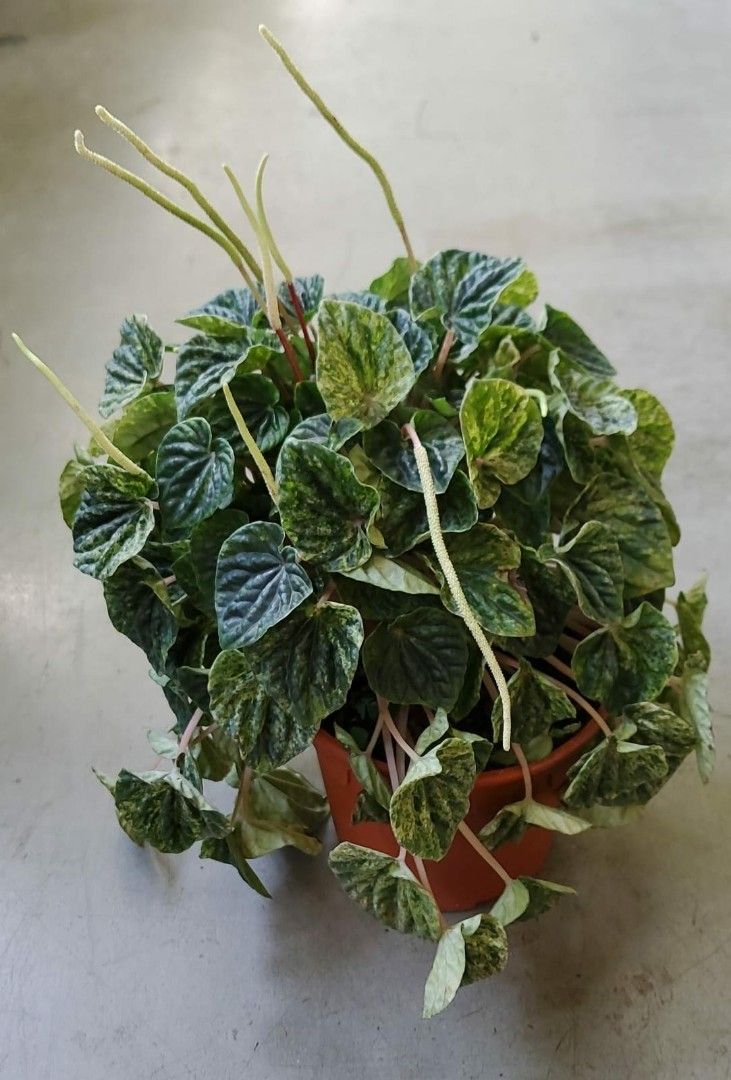 Peperomia Caperata Emerald Albo White Variegated Marmorata Bushy ...