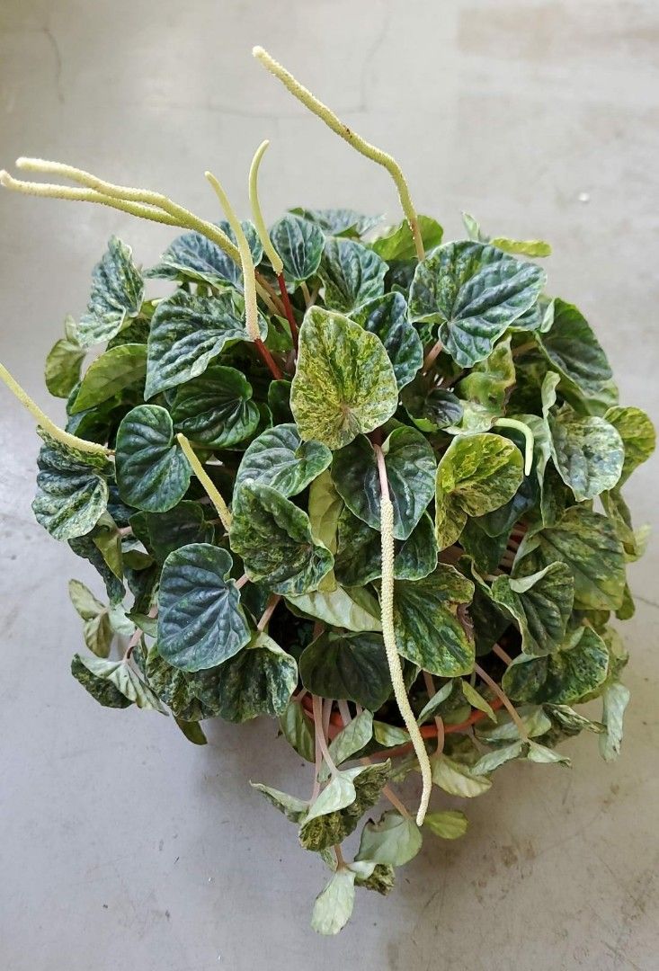 Peperomia Caperata Emerald Albo White Variegated Marmorata Bushy ...