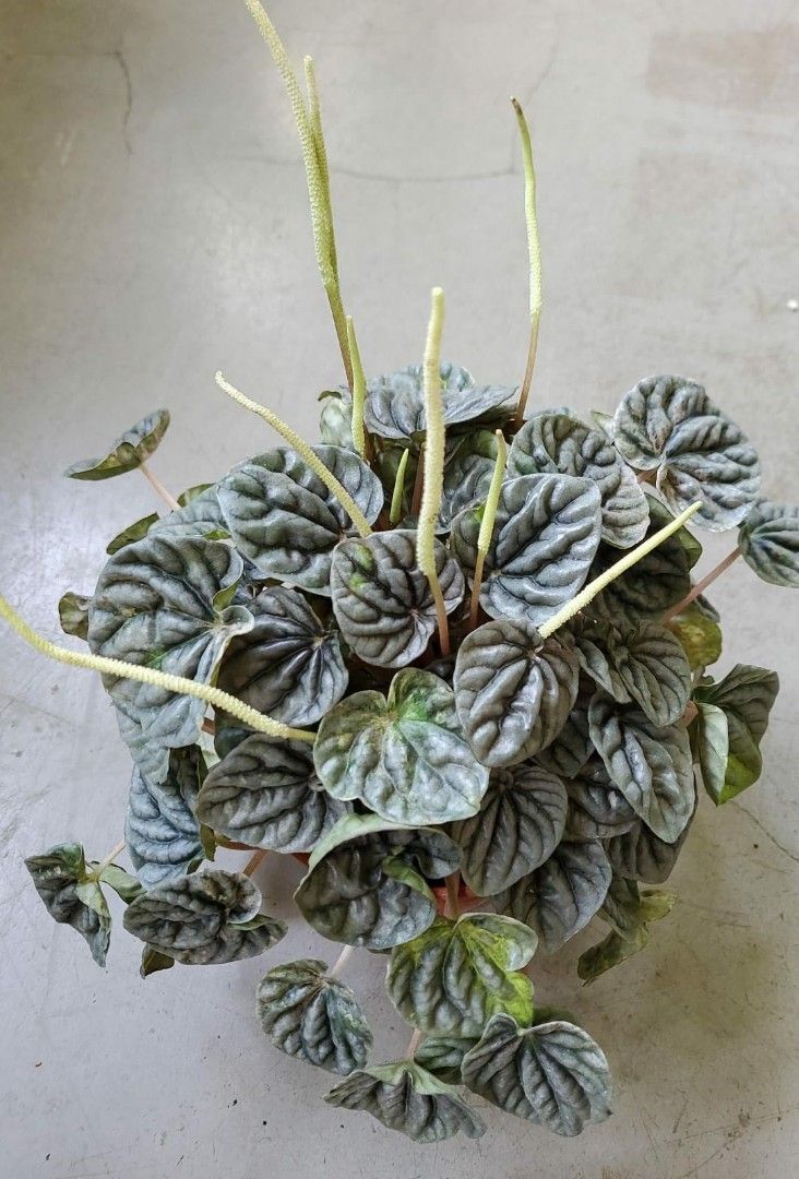 Peperomia Caperata Emerald Ripple Silver Variegated, Furniture & Home ...