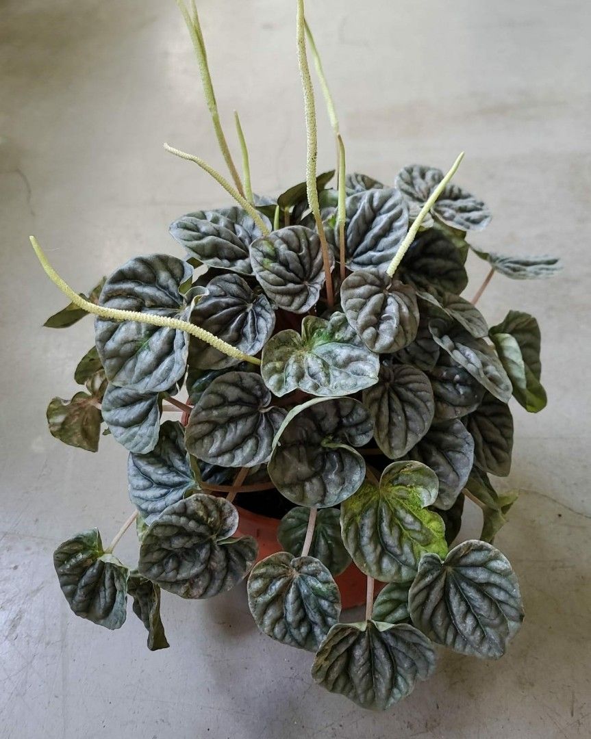 Peperomia Caperata Emerald Ripple Silver Variegated, Furniture & Home ...