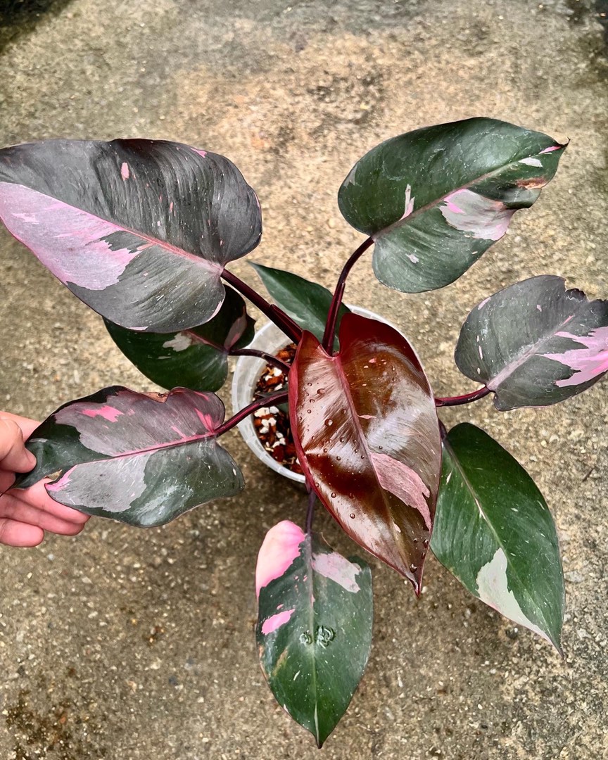 Philodendron Pink Princess Marble, Furniture & Home Living, Gardening ...