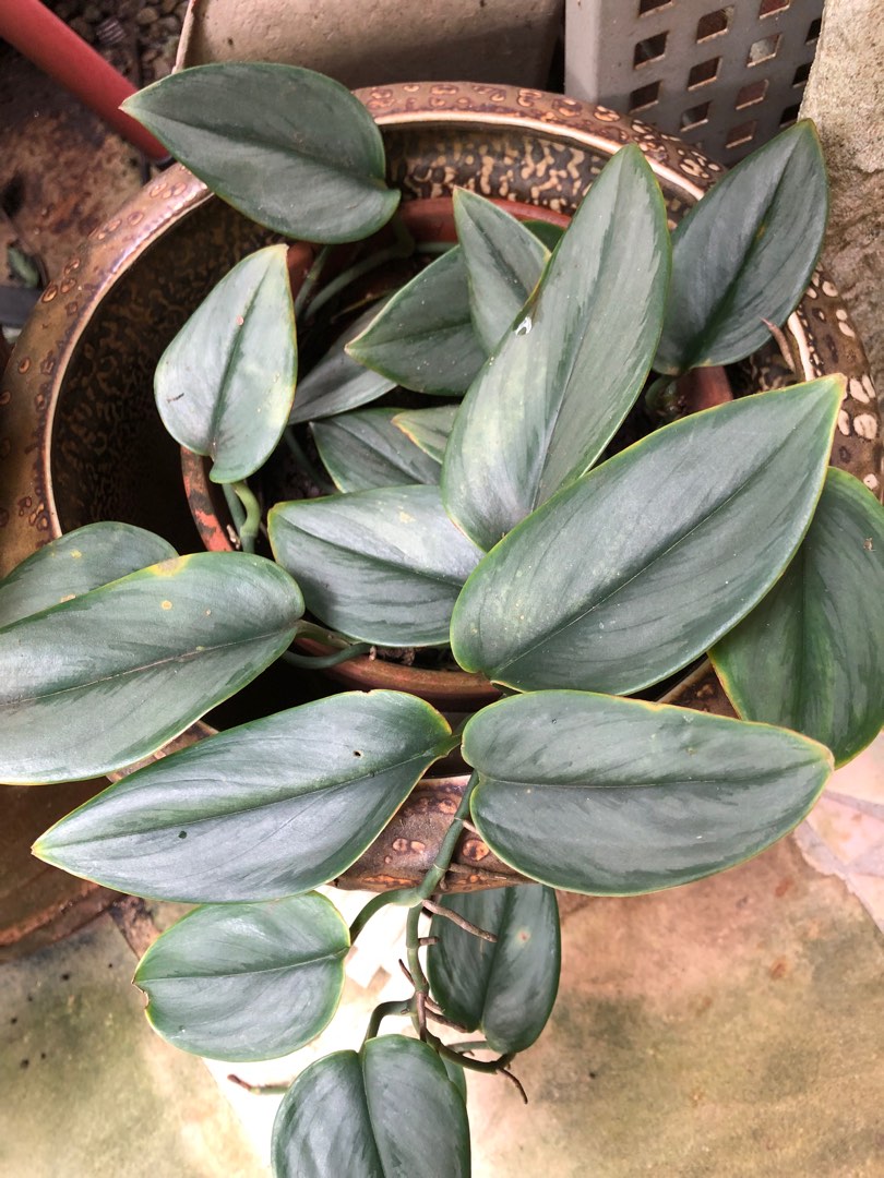 Scindapsus treubii 'Moonlight', Furniture & Home Living, Gardening ...