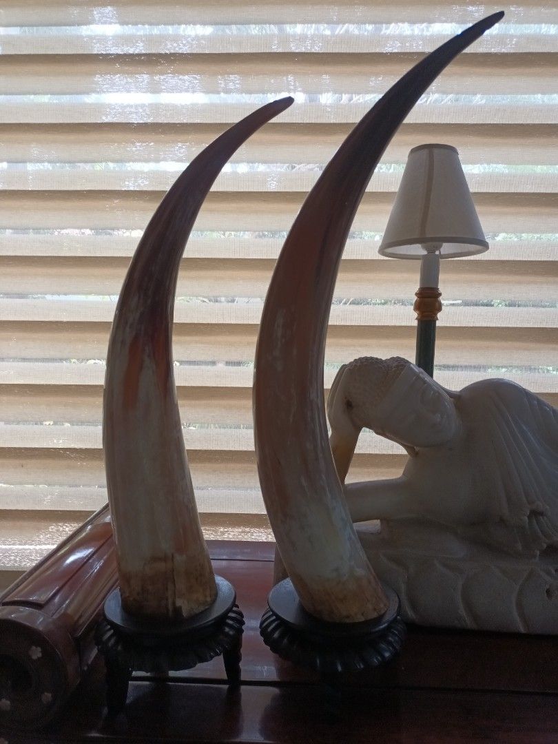 set of elephant horn, Furniture & Home Living, Home Decor, Other Home ...