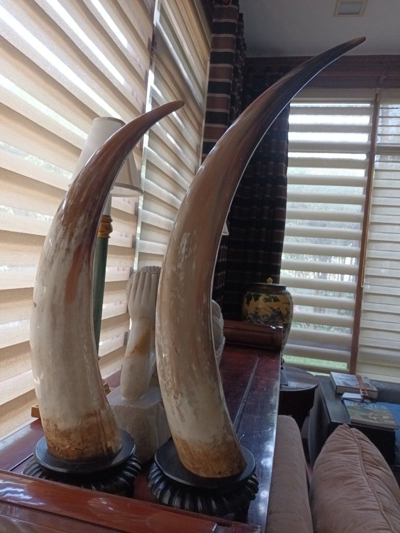 set of elephant horn, Furniture & Home Living, Home Decor, Other Home ...