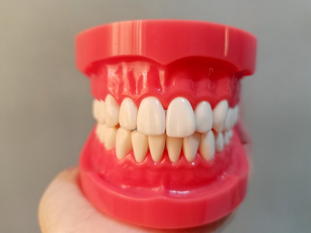 Typodont Jaw Articulator standard(Nissin Compatible), Health ...