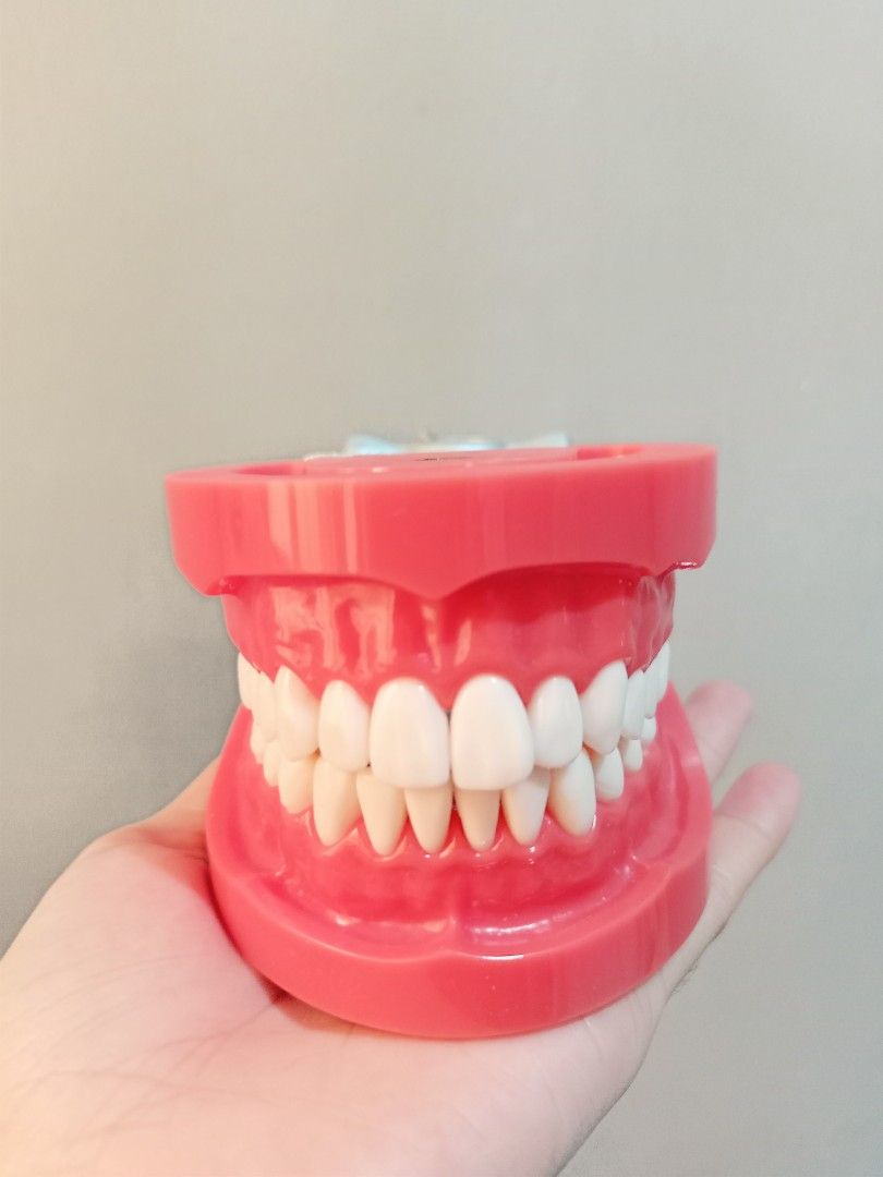 Typodont Jaw Articulator standard(Nissin Compatible), Health ...