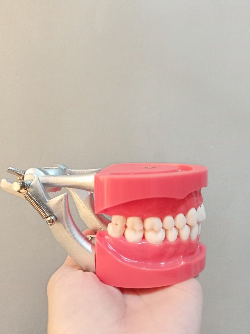 Typodont Jaw Articulator standard(Nissin Compatible), Health ...