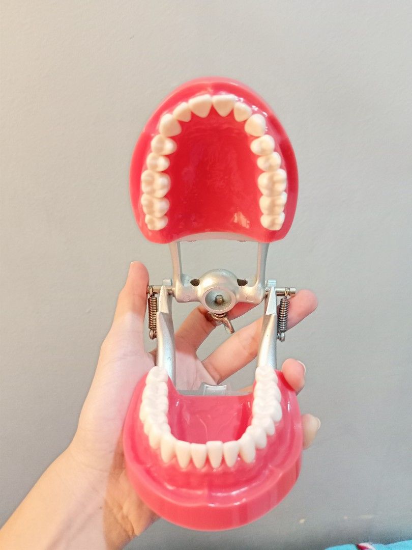 Typodont Jaw Articulator standard(Nissin Compatible), Health ...