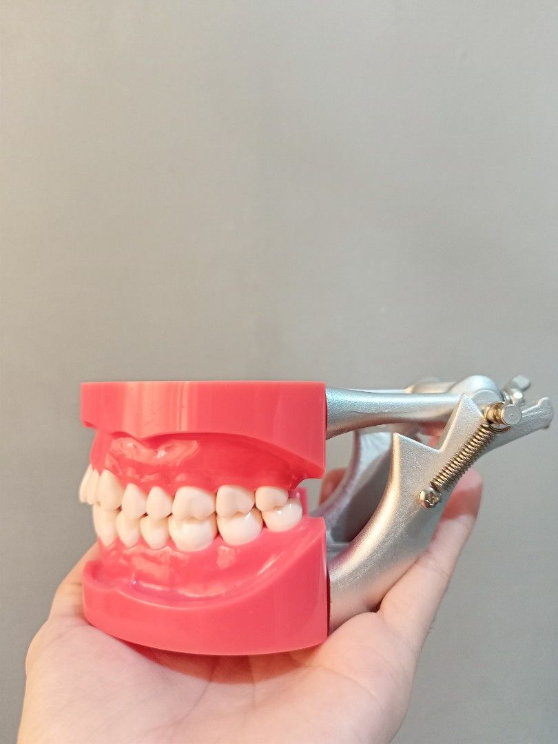 Typodont Jaw Articulator standard(Nissin Compatible), Health ...