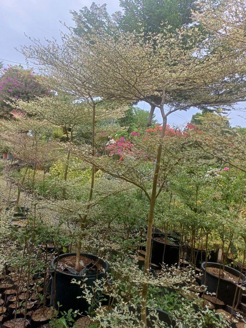 6 ft Variegated African Talisay , Furniture & Home Living, Gardening ...