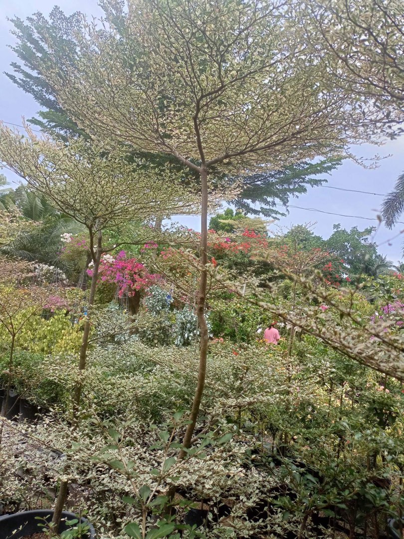 6 ft Variegated African Talisay , Furniture & Home Living, Gardening ...