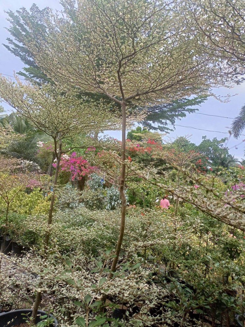 6 ft Variegated African Talisay , Furniture & Home Living, Gardening ...