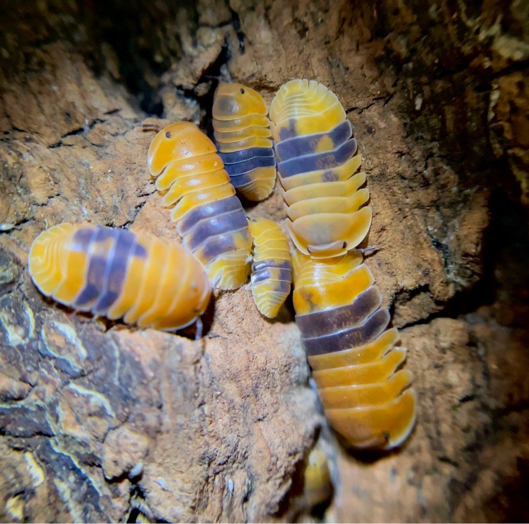 Amber isopod feeder, Pet Supplies, Homes & Other Pet Accessories on ...