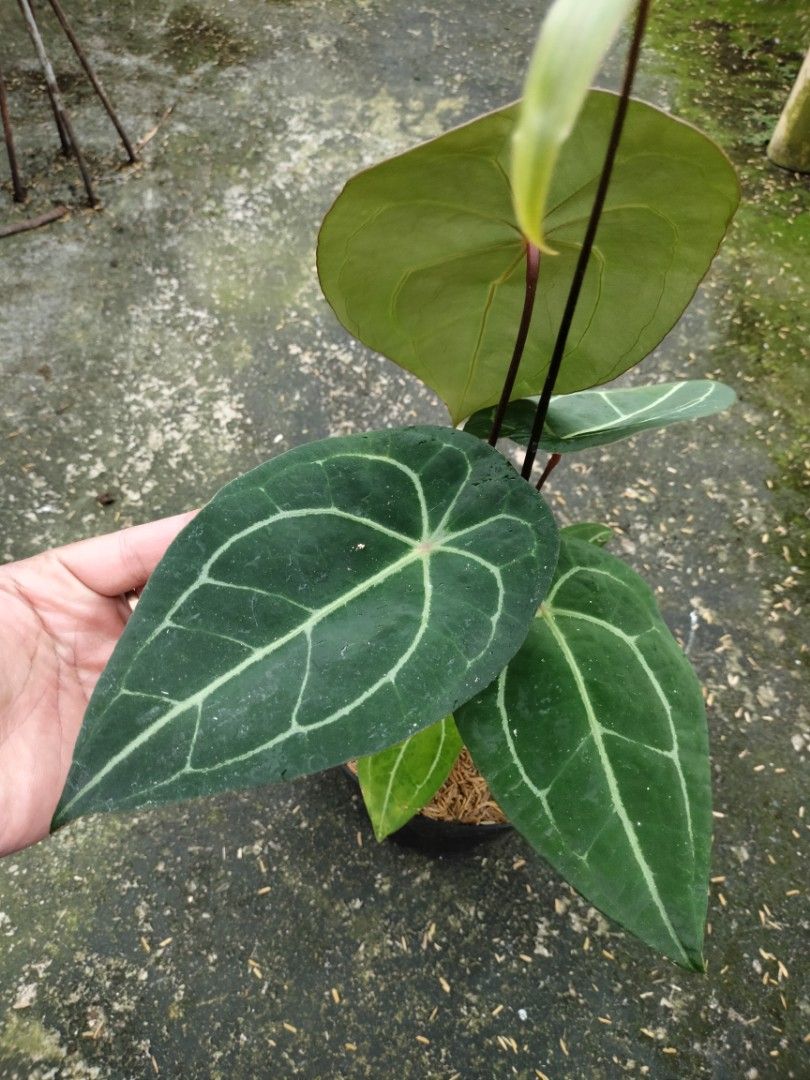 Anthurium forgeti, Furniture & Home Living, Gardening, Plants & Seeds ...