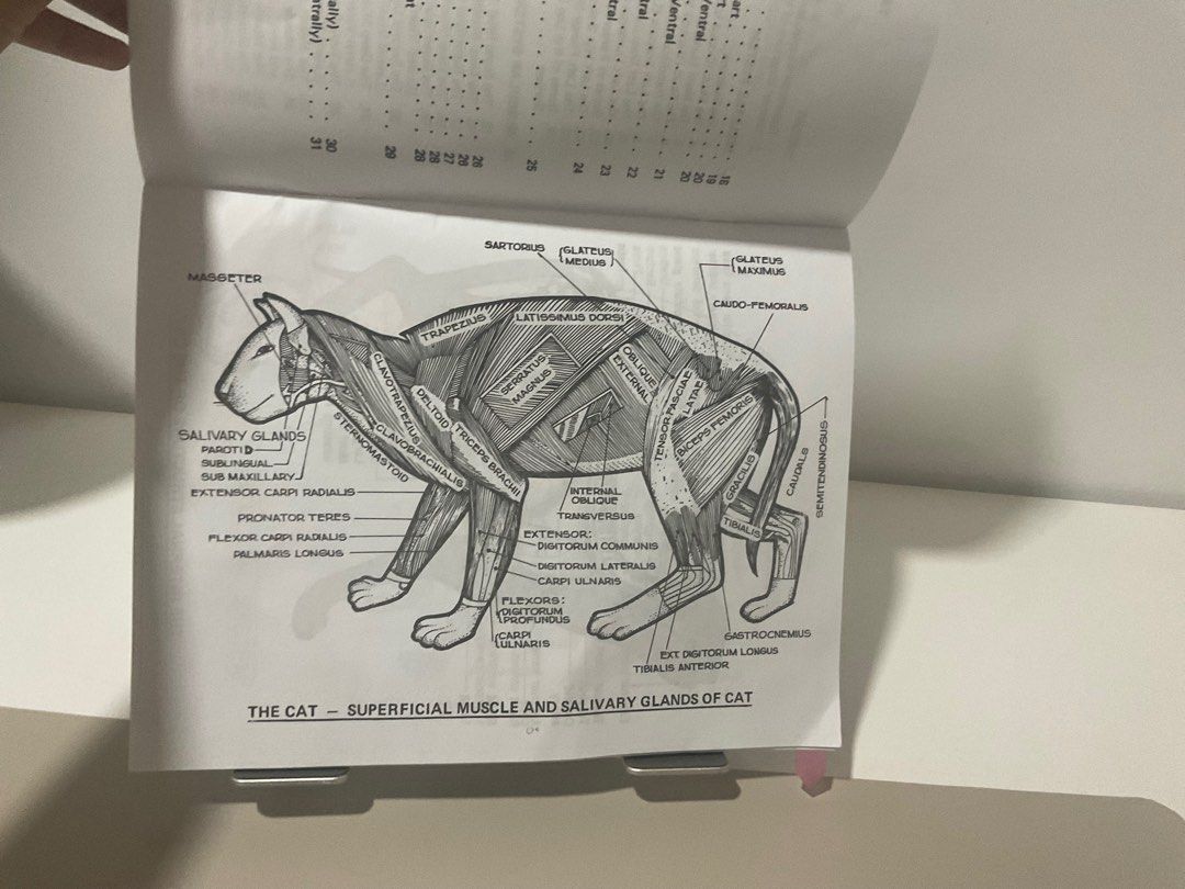 Atlas of Cat Anatomy (Manuel C. Sy), Hobbies & Toys, Books & Magazines ...