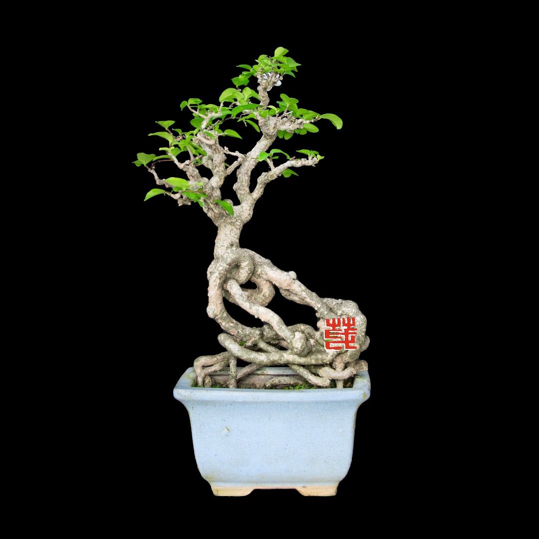 Bonsai 30cm Shui Mei Water Jasmine Wrightia Religiosa, Furniture & Home ...