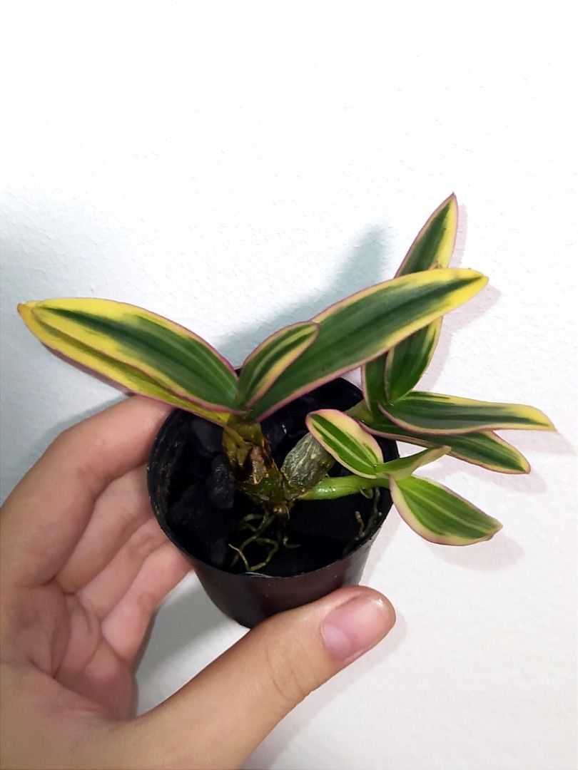 Miniature Dendrobium ' Thai Pearl ' Variegated Orchid - Exotic Plants ...