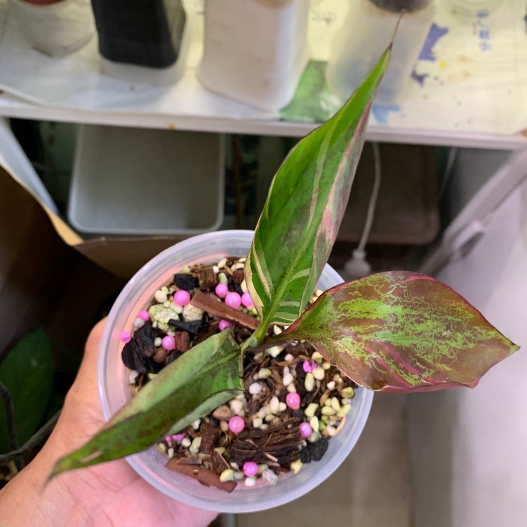 Musa NoNo Pink Variegated Banana (FREE DELIVERY), Furniture & Home ...