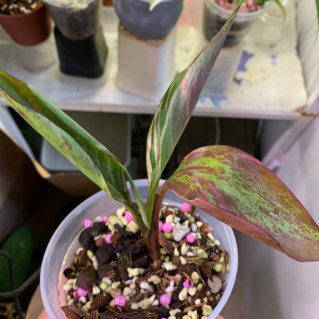 Musa NoNo Pink Variegated Banana (FREE DELIVERY), Furniture & Home ...