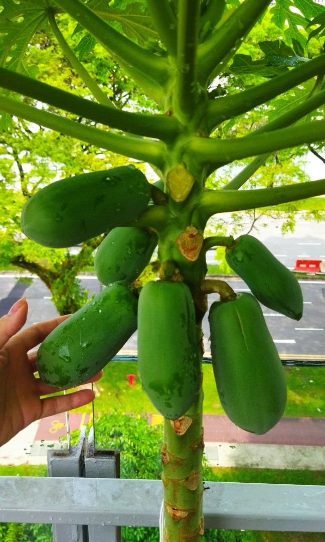 Papaya tree in pot for sale, Furniture & Home Living, Gardening, Plants ...