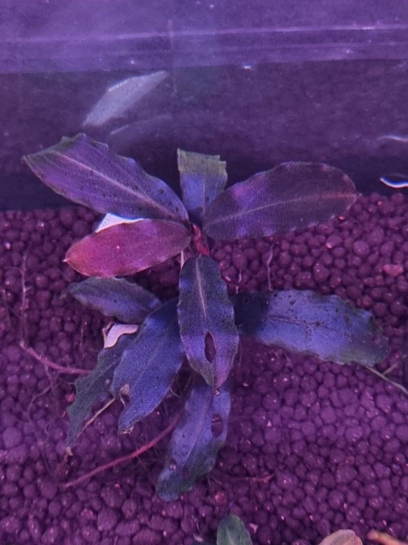 Bucephalandra silver powder|buce bucep|aquatic aquarium fresh live ...