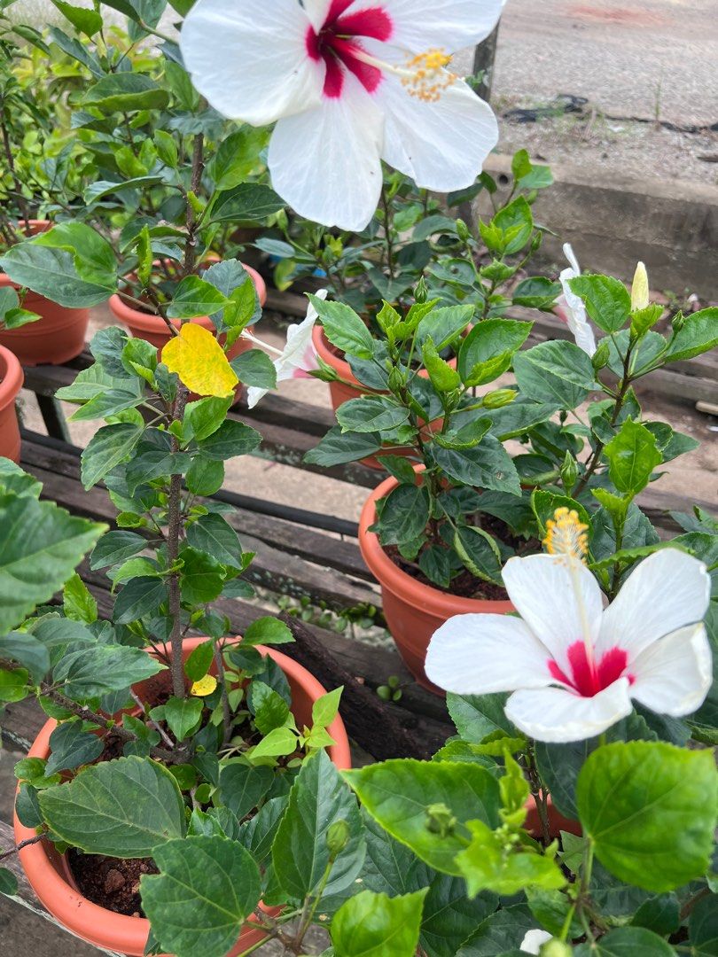 Bunga Raya putih/ hibiscus white, Furniture & Home Living, Gardening ...