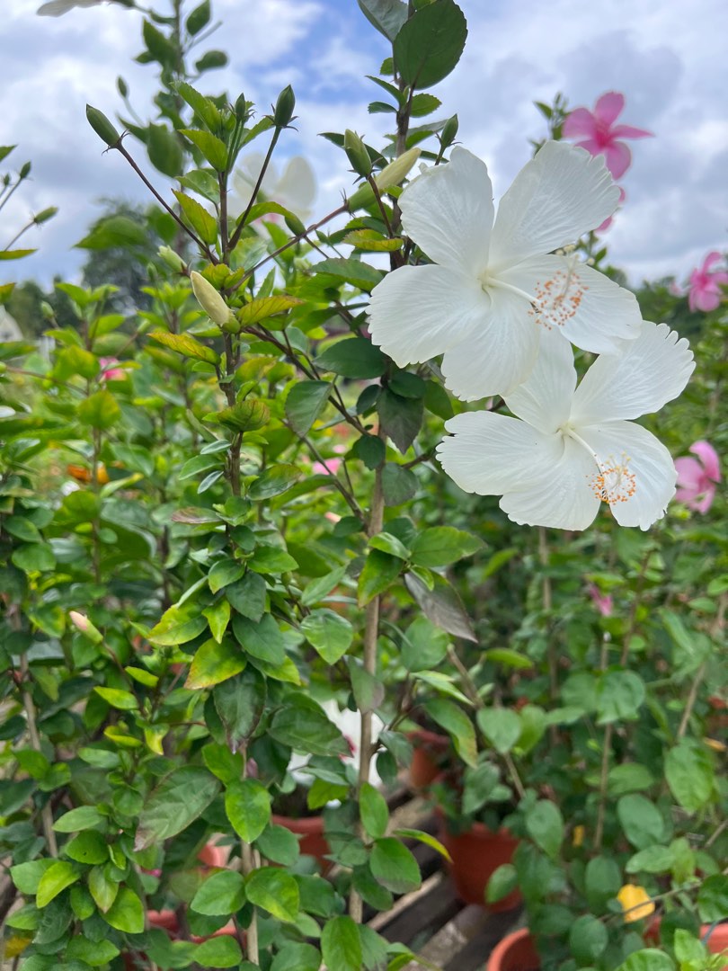 Bunga Raya putih/ hibiscus white, Furniture & Home Living, Gardening ...