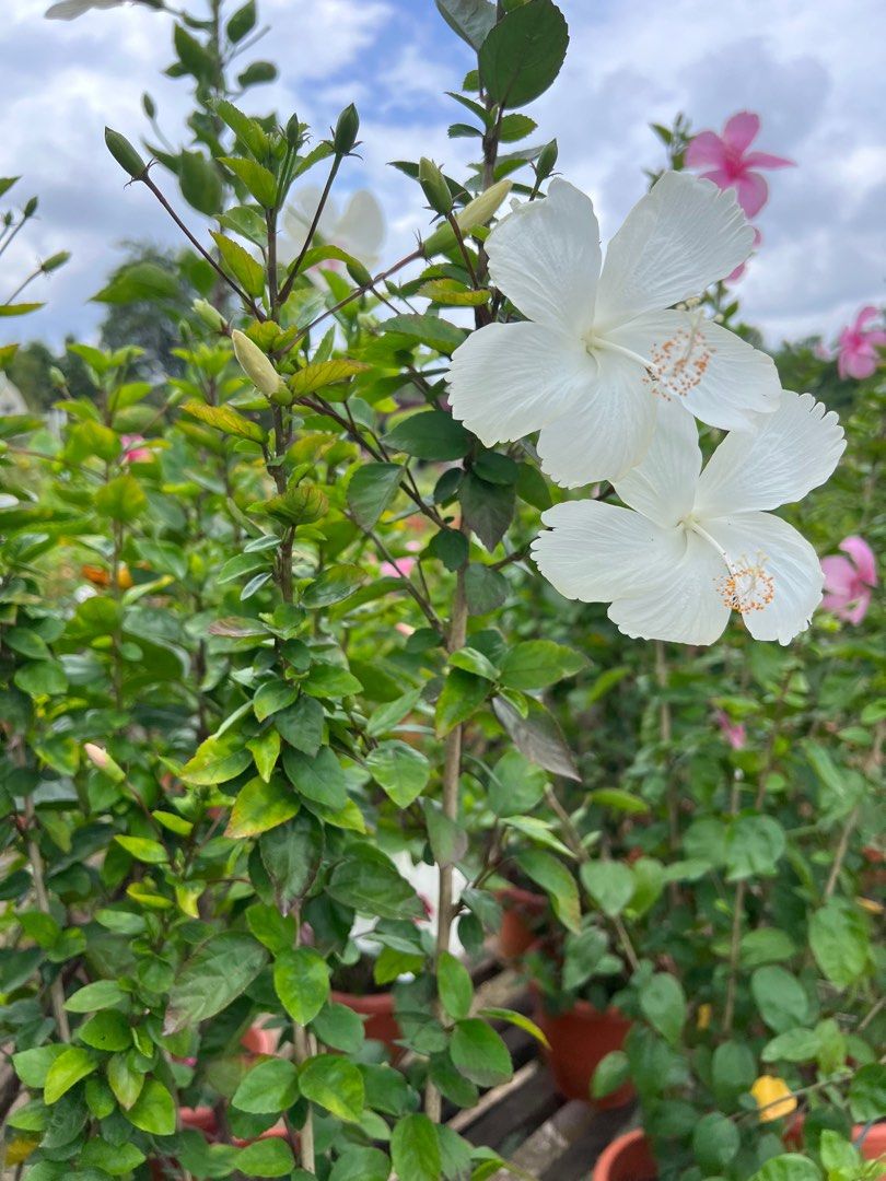 Bunga Raya putih/ hibiscus white, Furniture & Home Living, Gardening ...