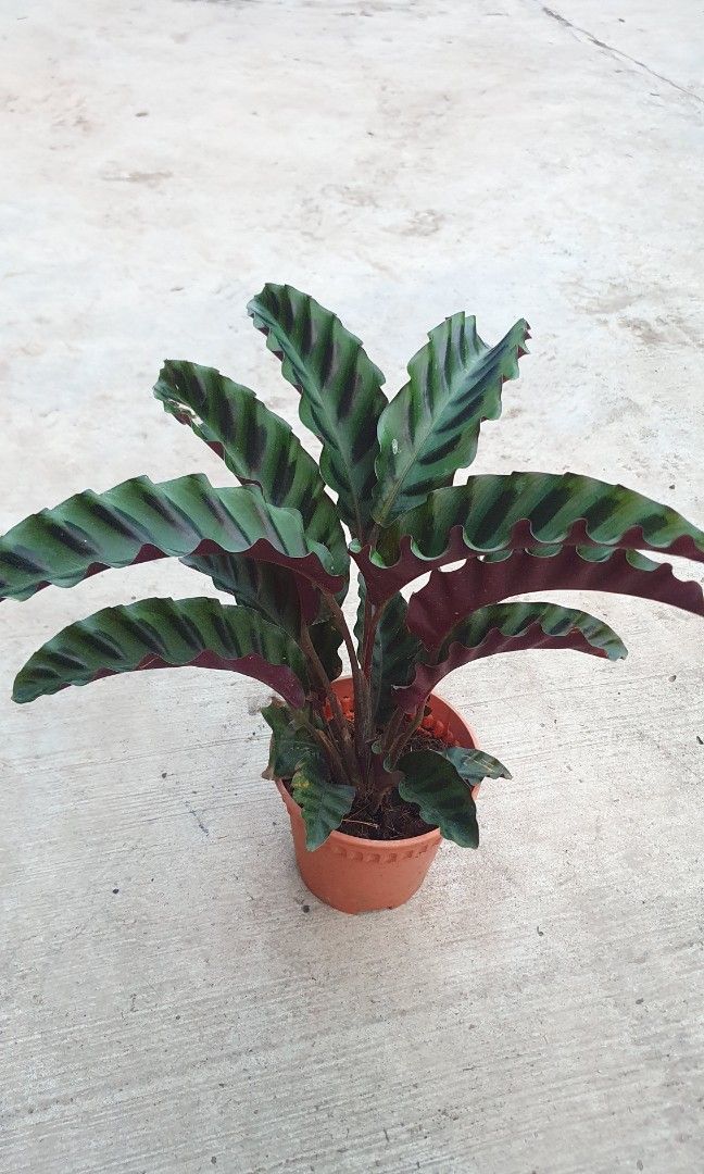 Calathea Gandersii (15cm pot), Furniture & Home Living, Gardening ...