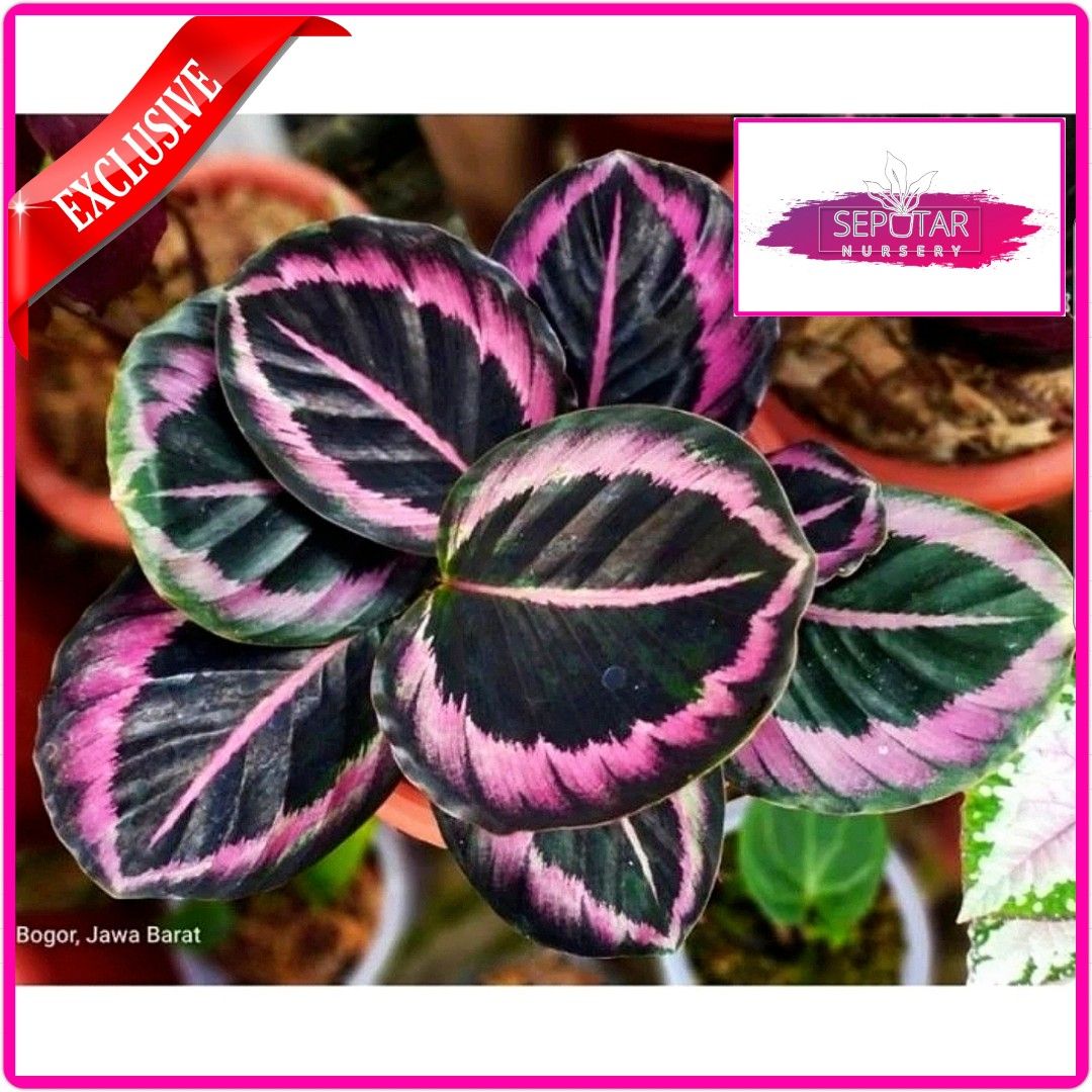 Calathea pink jessy - tanaman hias calathea, Perkebunan di Carousell Calathea pink jessy - tanaman hias calathea, Perkebunan di Carousell