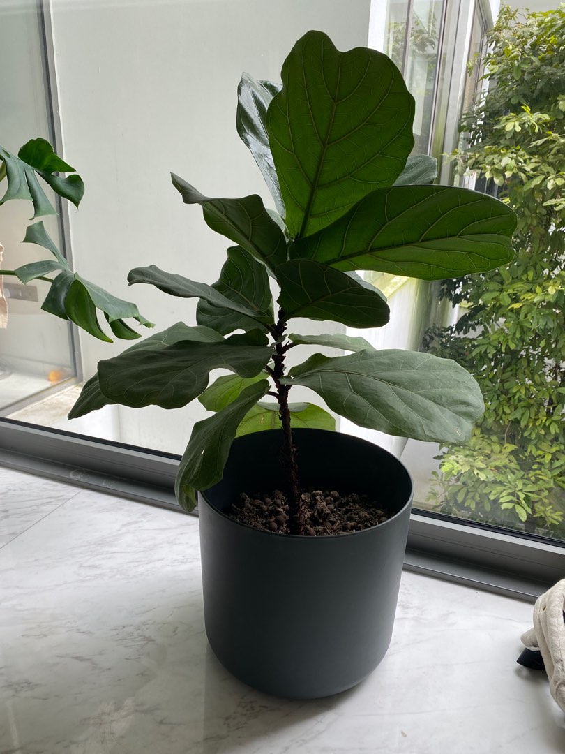 Ficus in pot, Furniture & Home Living, Gardening, Plants & Seeds on ...