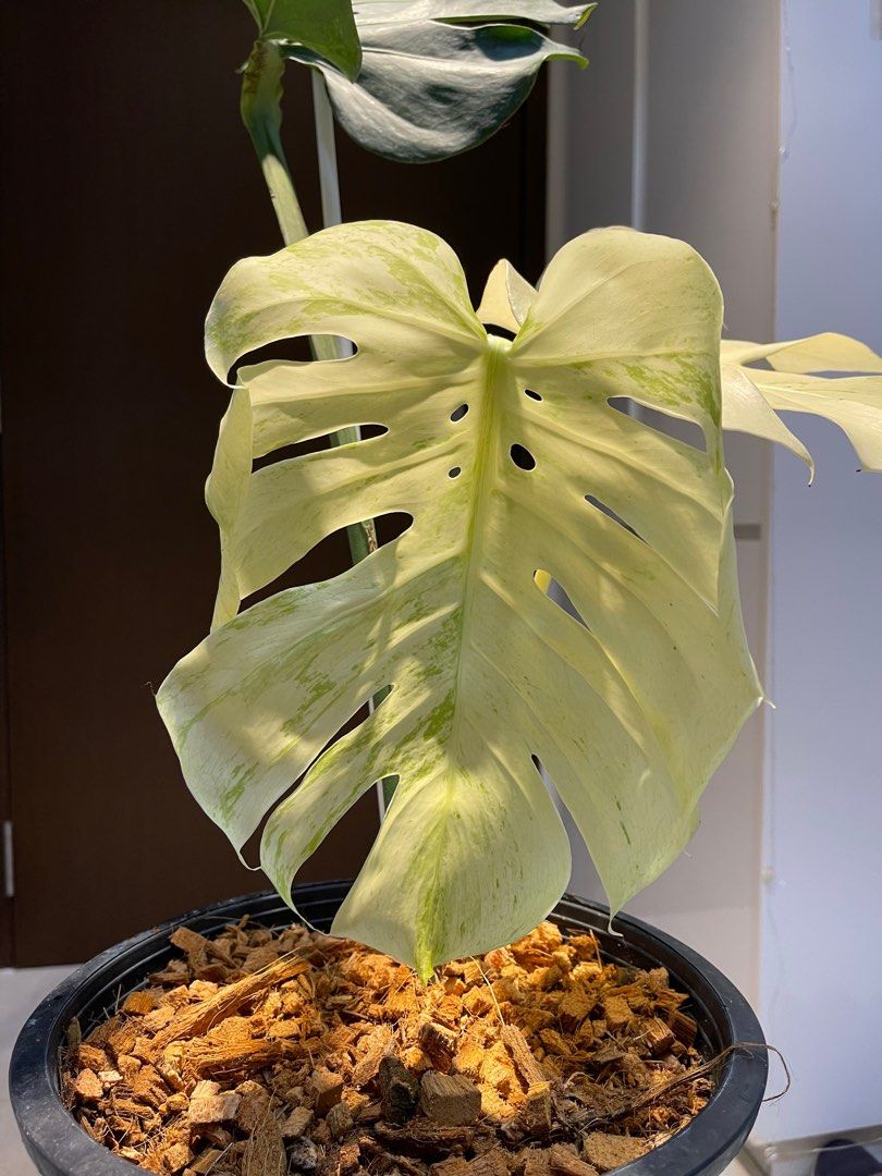 Monstera Deliciosa white monster, Furniture & Home Living, Gardening ...